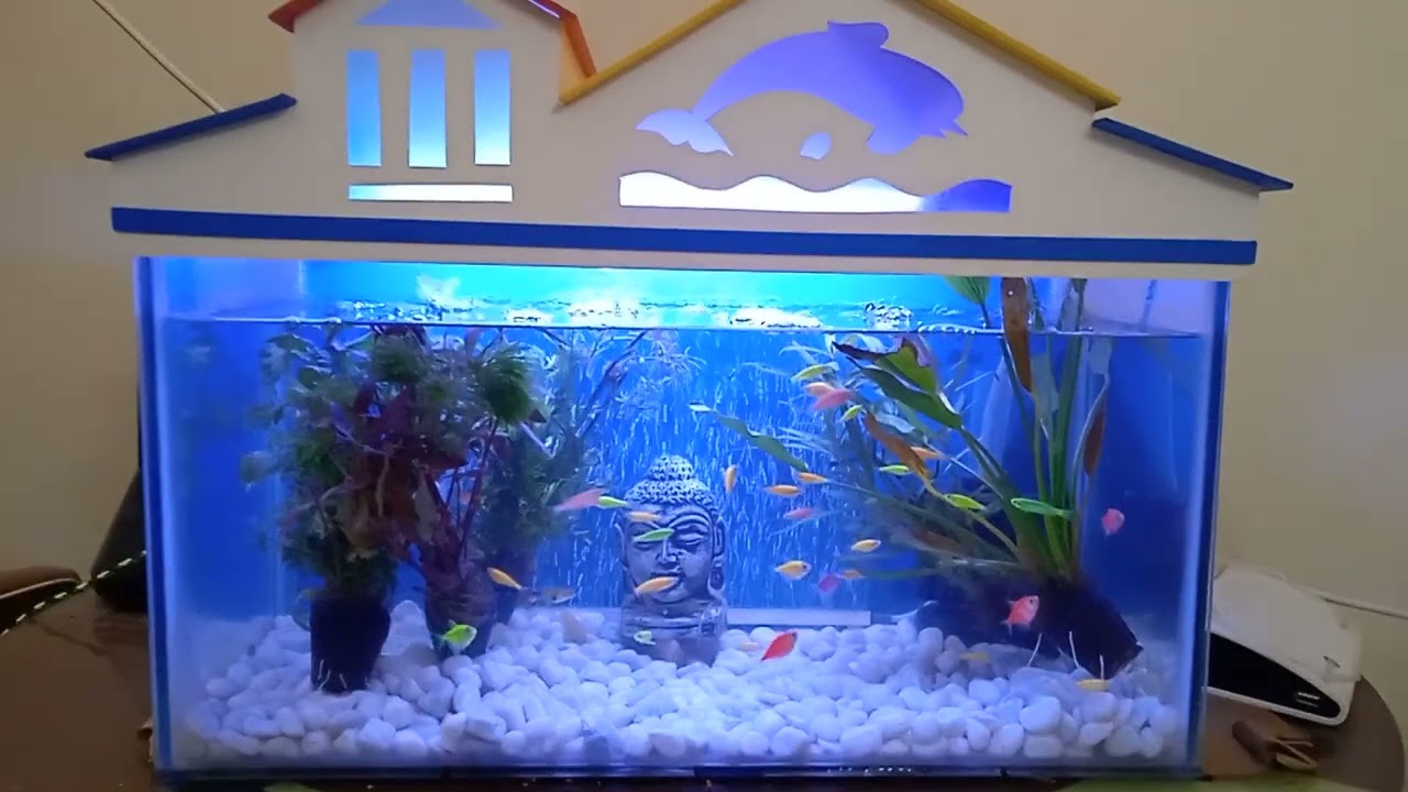my new fish tank setup - YouTube