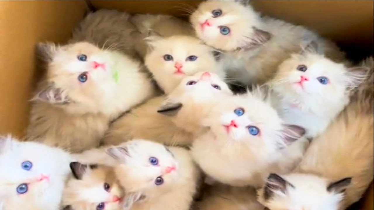 15 Minutes of Adorable Kittens 😻 | BEST Compilation - YouTube