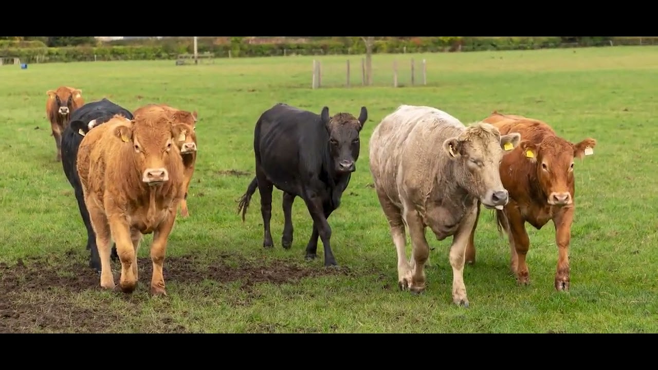 Ballintry Stud Joe Rogers Website Video 16th Nov 2024 - YouTube