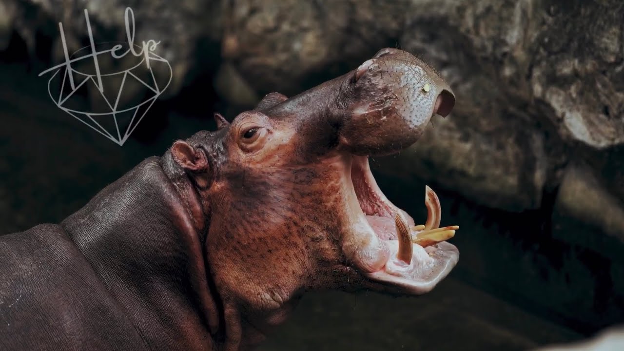 Hippo sounds 🦛 #animal #nature #hippo #amazing - YouTube