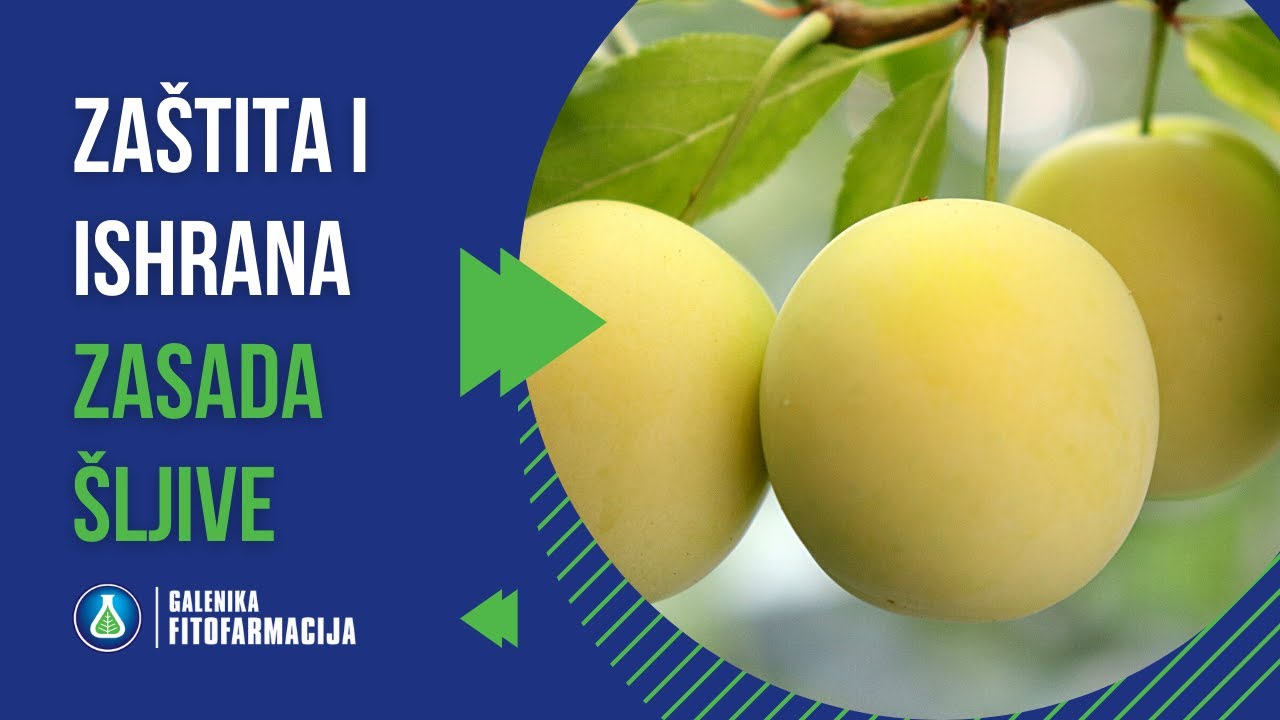 Aktuelna ZAŠTITA ŠLJIVE: Evo šta Preporučuju Stručnjaci Galenike ...