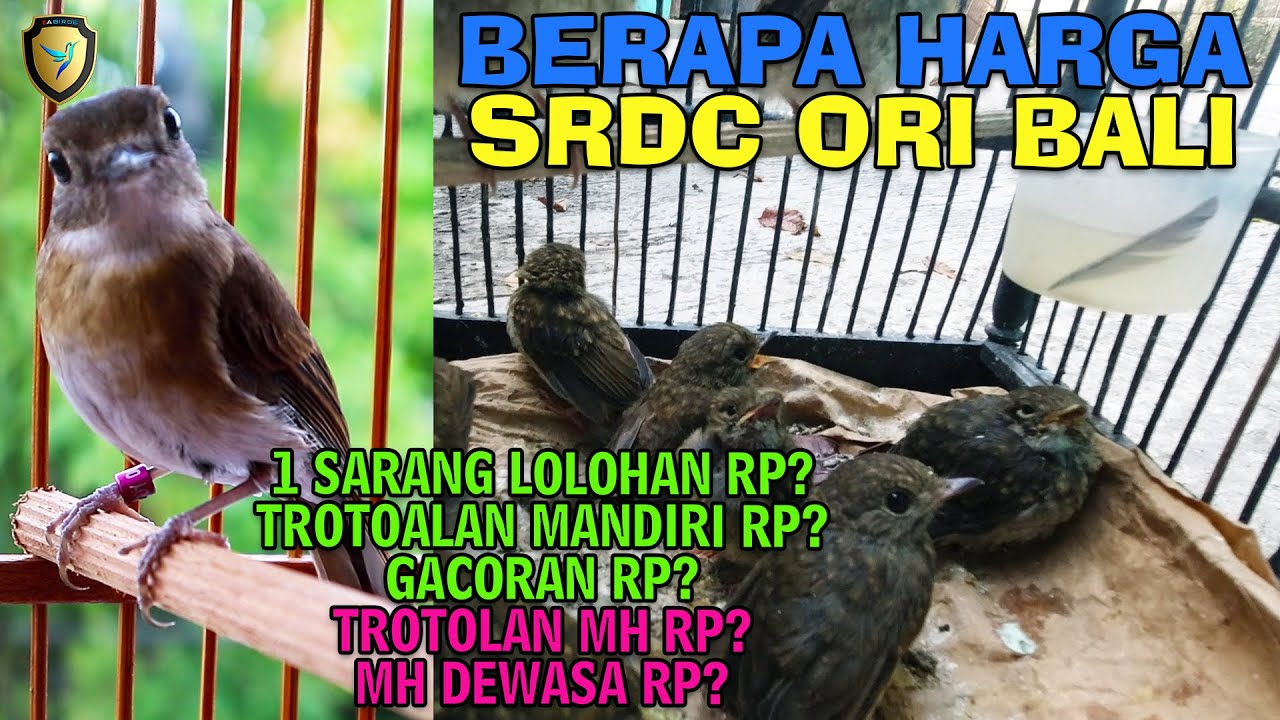 Harga Burung Srdc - Perumperindo.co.id