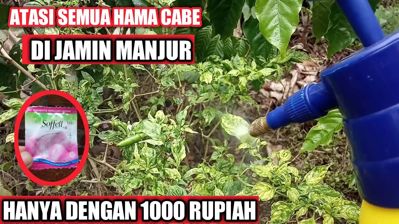 sobat petani pemula wajib tau ! HANYA DENGAN soffel cabe bule dan ...
