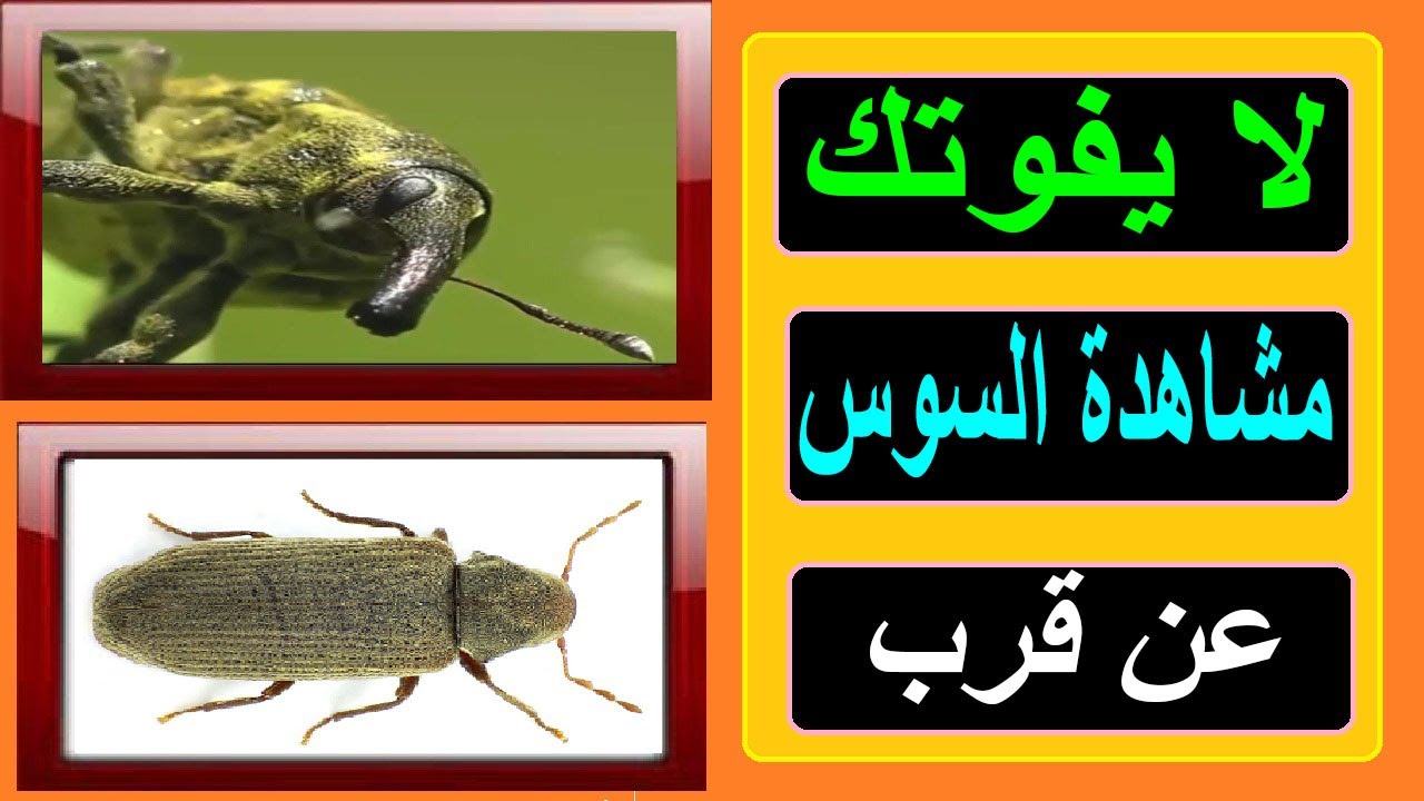 حشرةالسوساعرف الفرق بين سوس الخشب وسوس الطعام بصورة تفصيلية ودقيقة Youtube