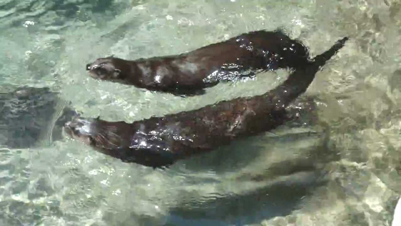 Nutrias jugando del Tulsa zoo - YouTube