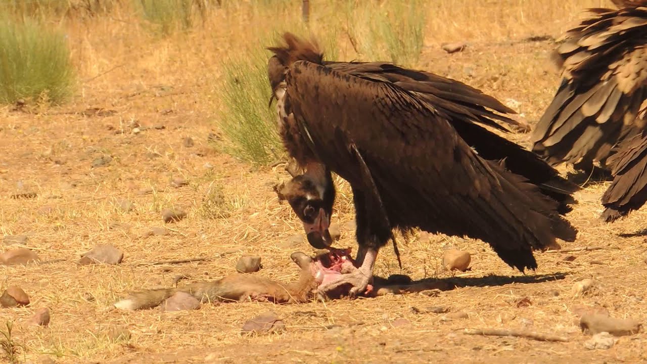 Buitre negro comiendo un zorro - YouTube