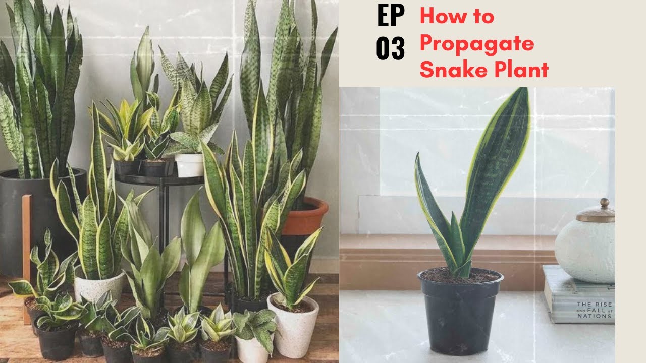 आसान तरीका, स्नेक प्लांट को फैलाने का 🍀 || How to propagate snake plant ...