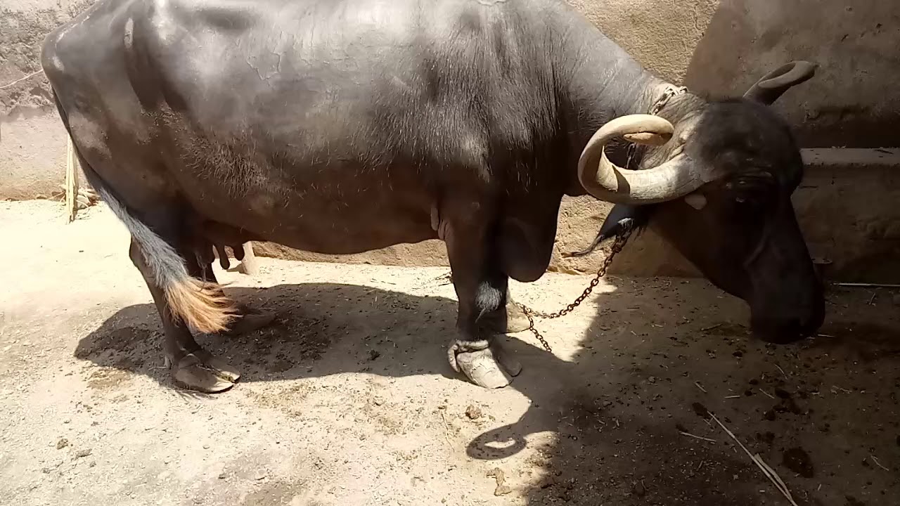 Jafrabadi buffalo - YouTube