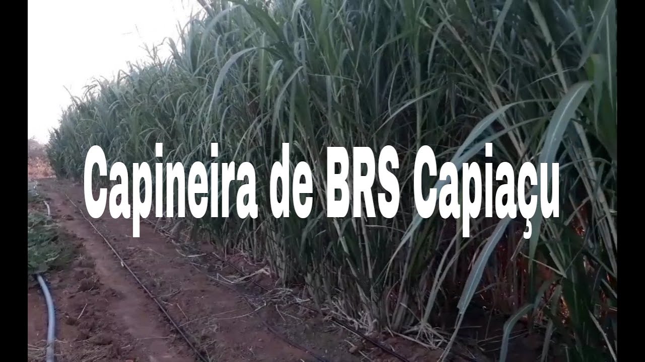 Capineira de Capim BRS Capiaçu - YouTube
