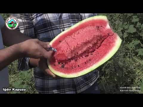 IĞDIR 2. GELENEKSEL KAYISI FESTIVALI VE IĞDIR TANITIM