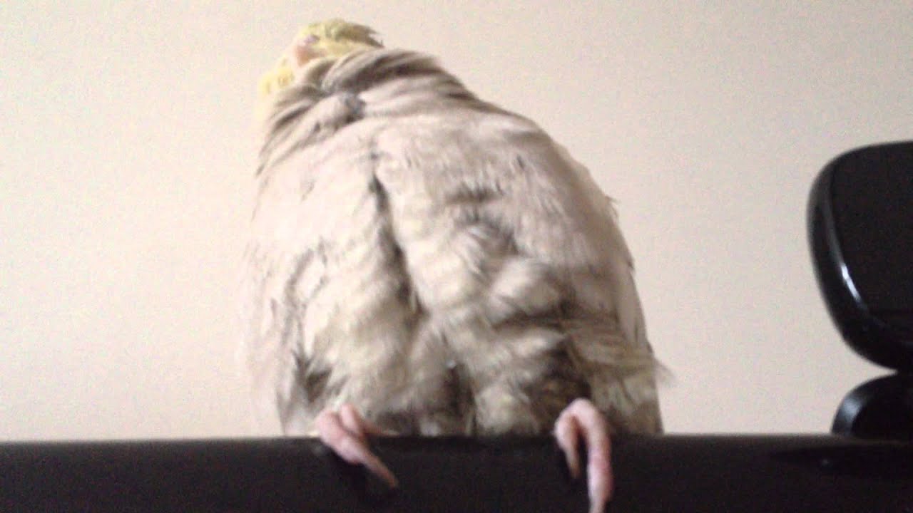 burd burd burdburbudbudbudb fluffy puffy fat cockatiel - YouTube