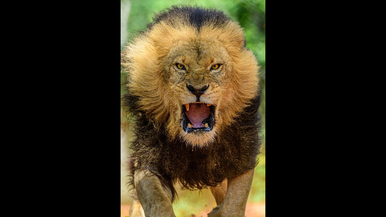 Lion Charge in slow motion - YouTube