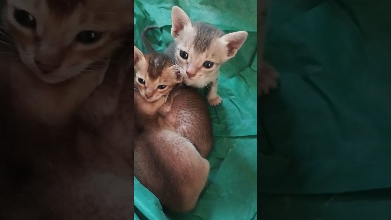 Cat 🐱🐱 ka photo shout //Cat ka rampwalk //cate baby cat🐱🐱 - YouTube