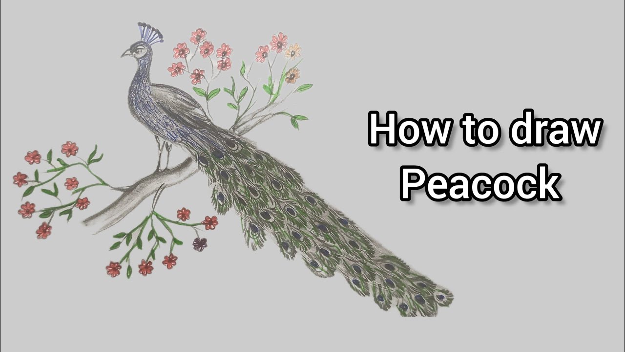 How to draw a realistic peacock for beginners step by step drawing ...
