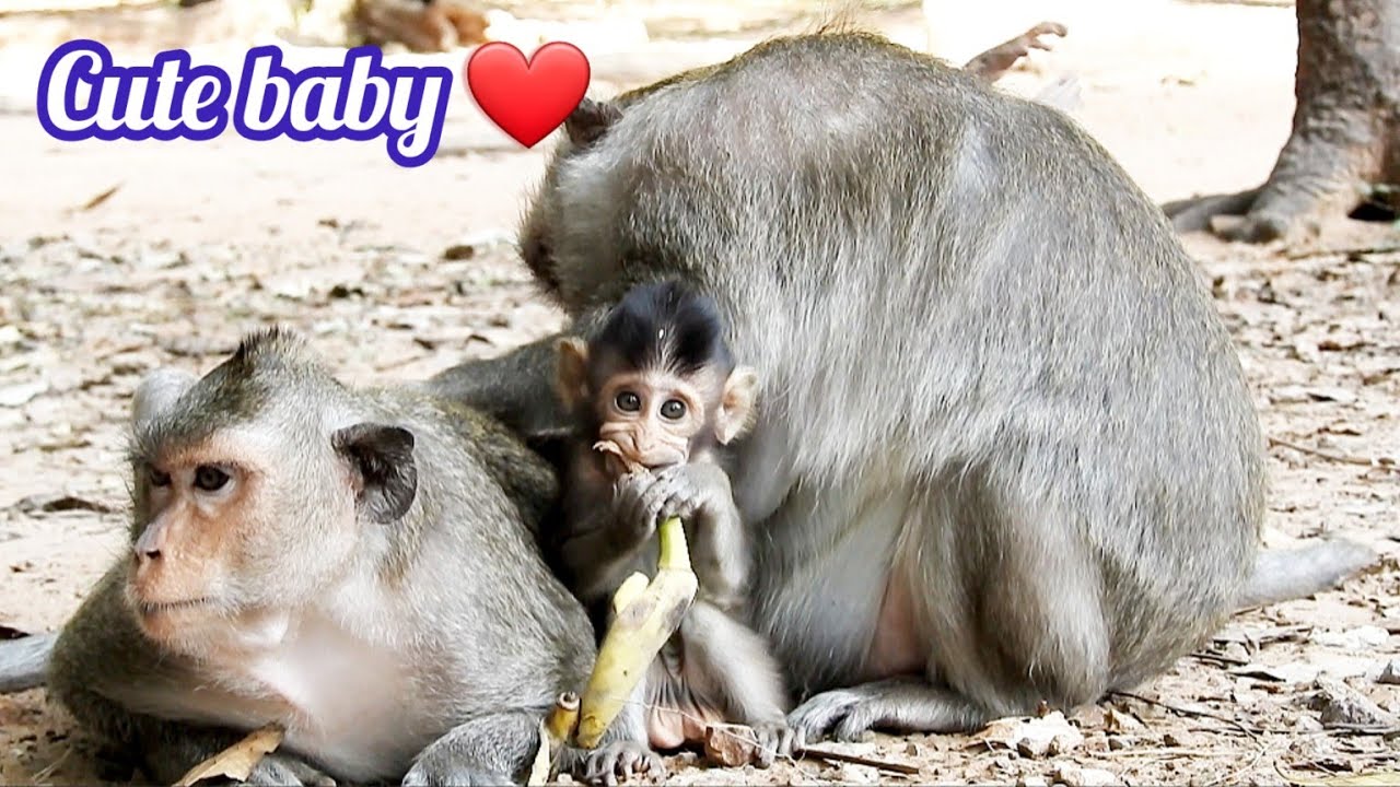 2 families monkey with her newborn baby / Monkey Tube - YouTube