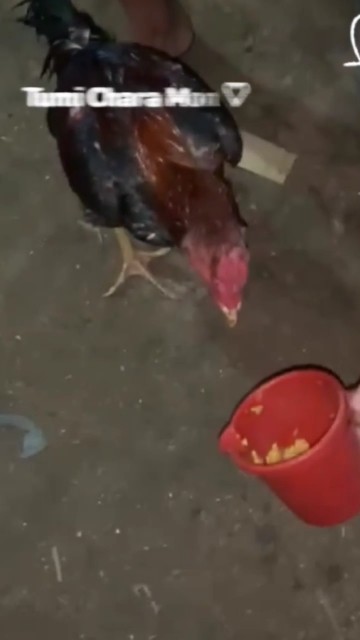 🥰 ️ ️ #chicken #allahﷻallahﷻ #january13 #aseelmurga #alllahﷻ ...