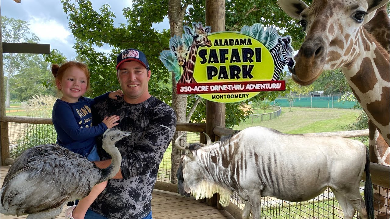 Safari animals for kids! Drive through safari in Montgomery! Feeding ...