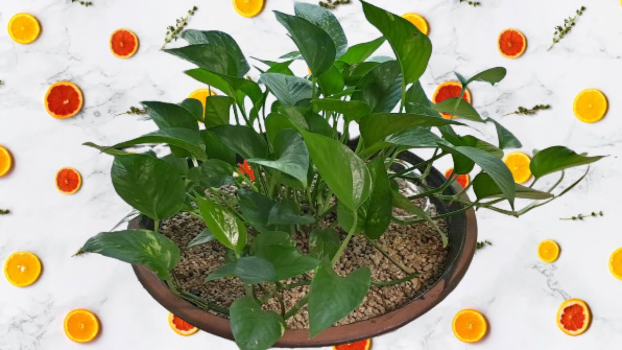 나의사랑 반려식물11 실내정화식물 스킨답스 게발선인장 다육식물 초보다육 다육키우기 공기정화식물 나의사랑 반려식물 텃밭가꾸기 옥상텃밭 호야 러부체인