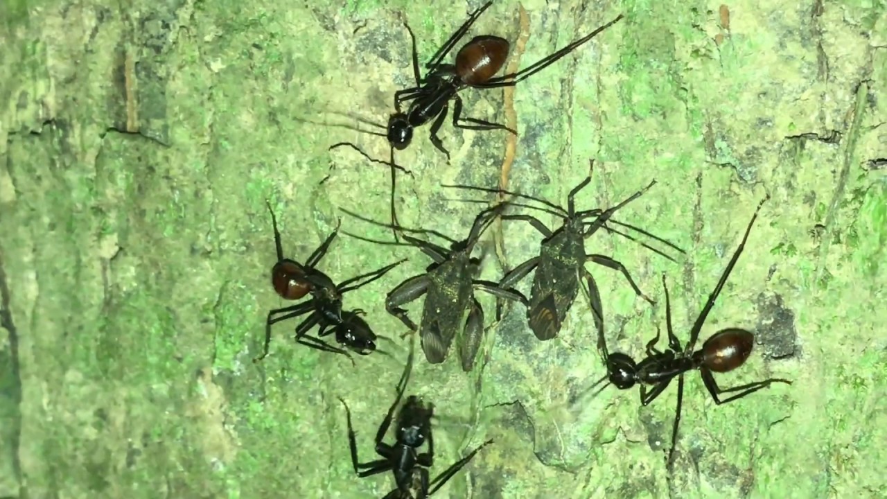Giant Forest Ants (Dinomyrmex gigas) excreting honeydew from Leaf ...