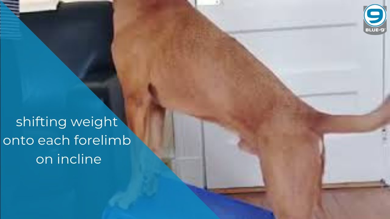 Dog shifting weight onto each forelimb on incline. - YouTube