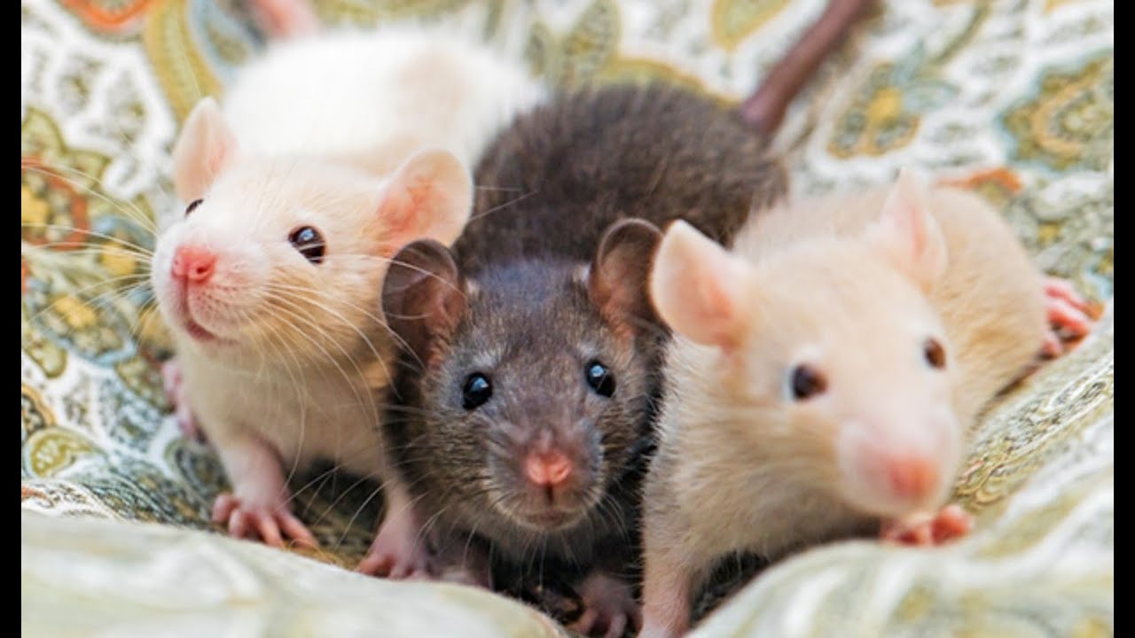 Pest control job at a farm infested with RATS! - YouTube