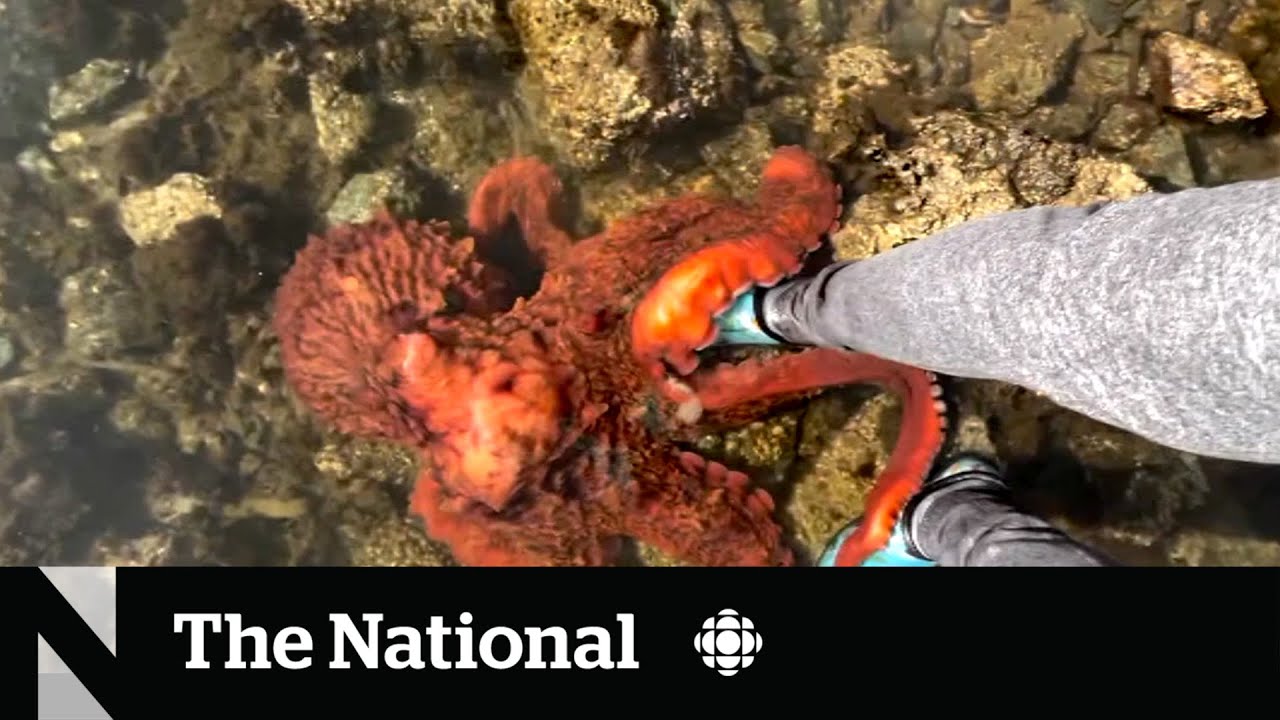 #TheMoment an octopus squeezed a B.C. woman's leg - YouTube