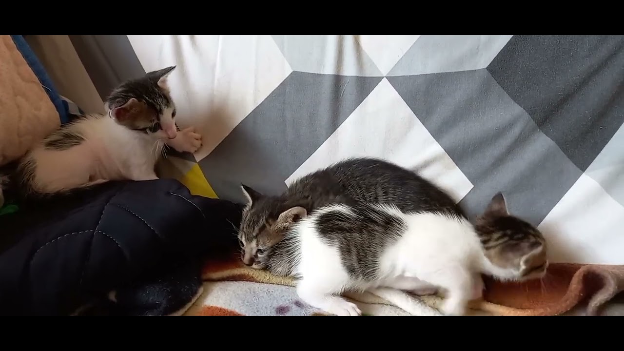 Cute Puspin Kittens - YouTube