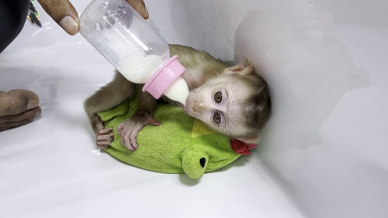 Daddy give some milk to poor monkey, Thankfully that give milk to poor ...