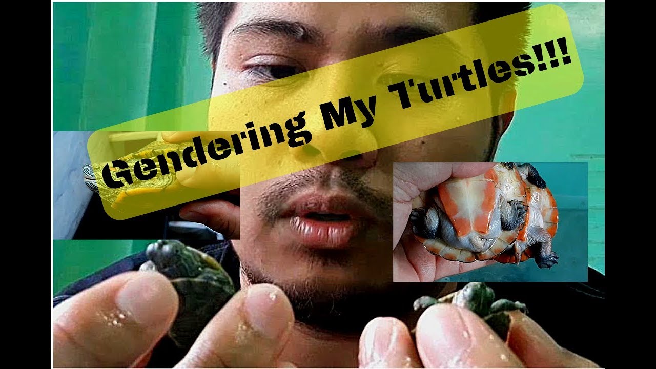 Gendering my Turtles! ( RES, Reeves, Asian Box Turtle, Pink belly side ...