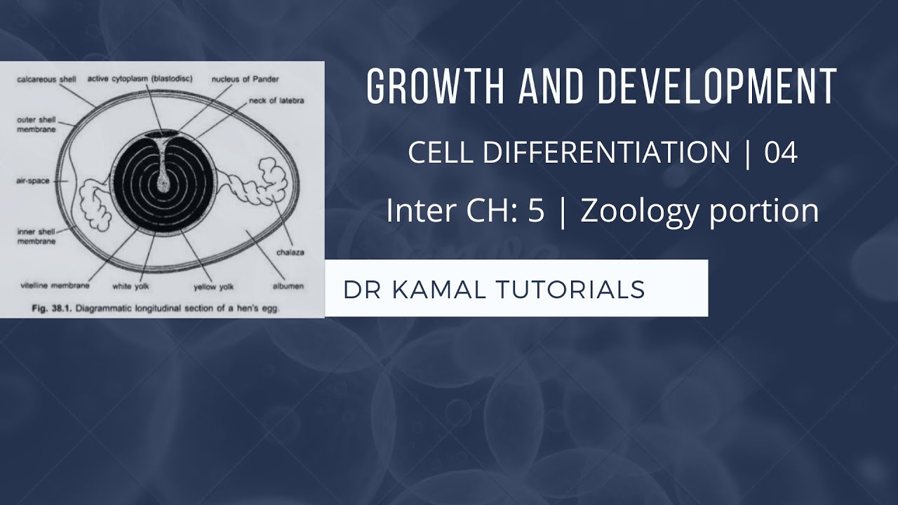 GROWTH AND DEVELOPMENT | 04| Cell Differentiation - YouTube
