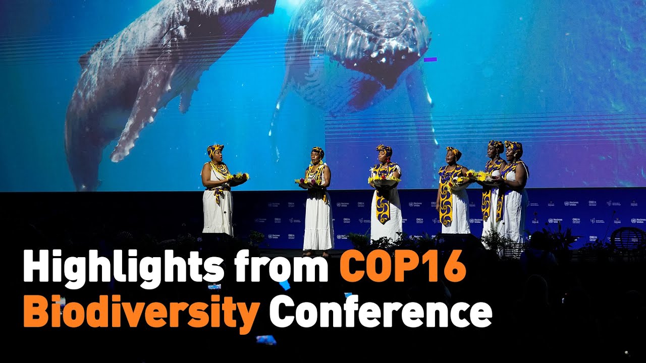 Highlights from COP16 Biodiversity Conference - YouTube