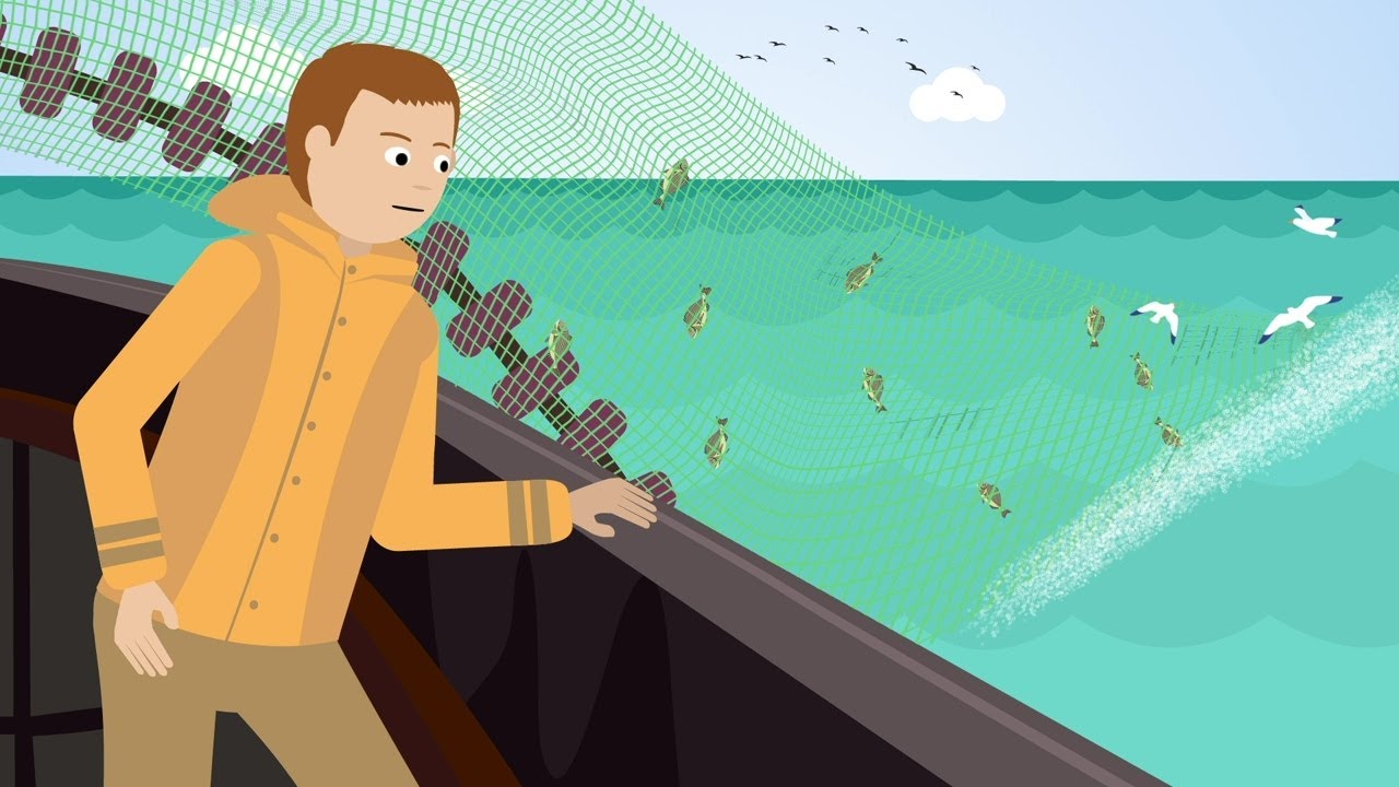 How can we improve the welfare assessment of aquaculture fish? - YouTube