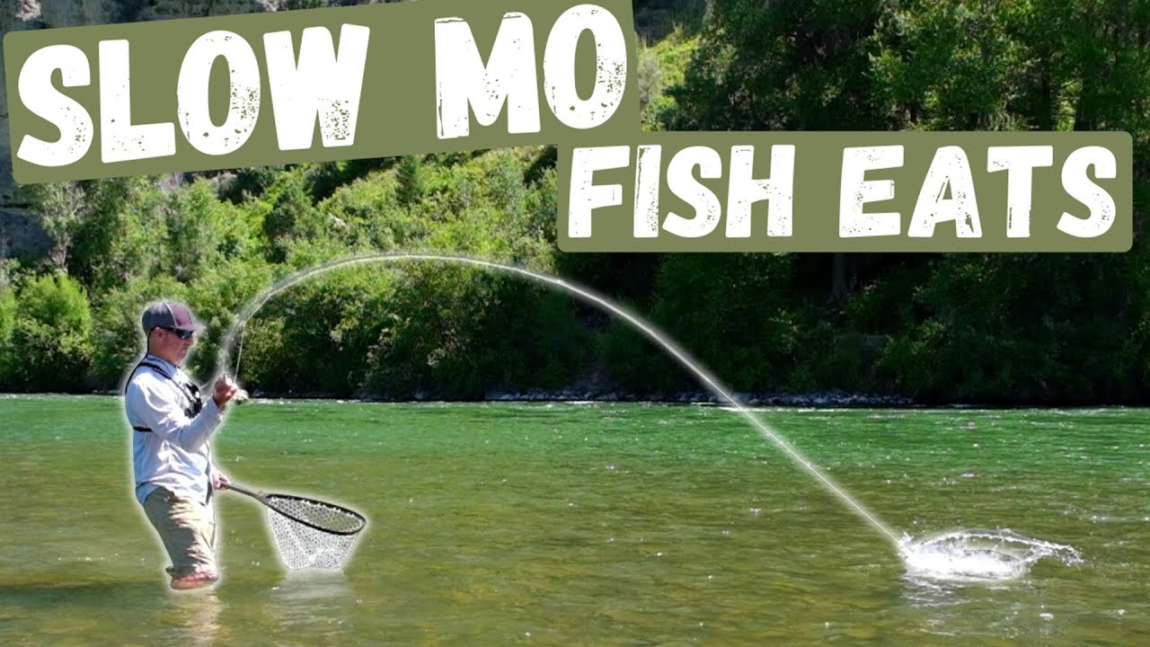 SLOW MOTION Fish Eats! Slow motion FLY FISHING, CASTING, and HOOKING ...