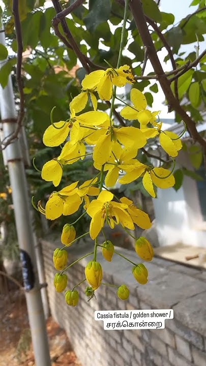 Sara Kondrai Poo ( Cassia fistula ) | சரக்கொன்றை in #chennai #summer ...