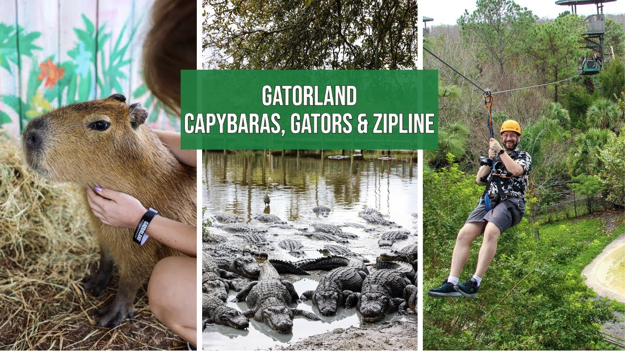 Gatorland Orlando full tour | Screamin' Gator Zipline, feeding Gators ...