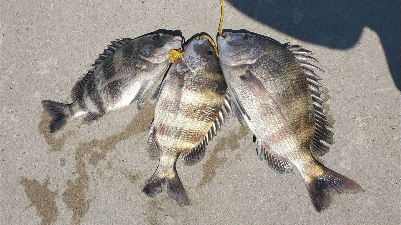 Sheepshead Fishing (Packery Channel) - YouTube