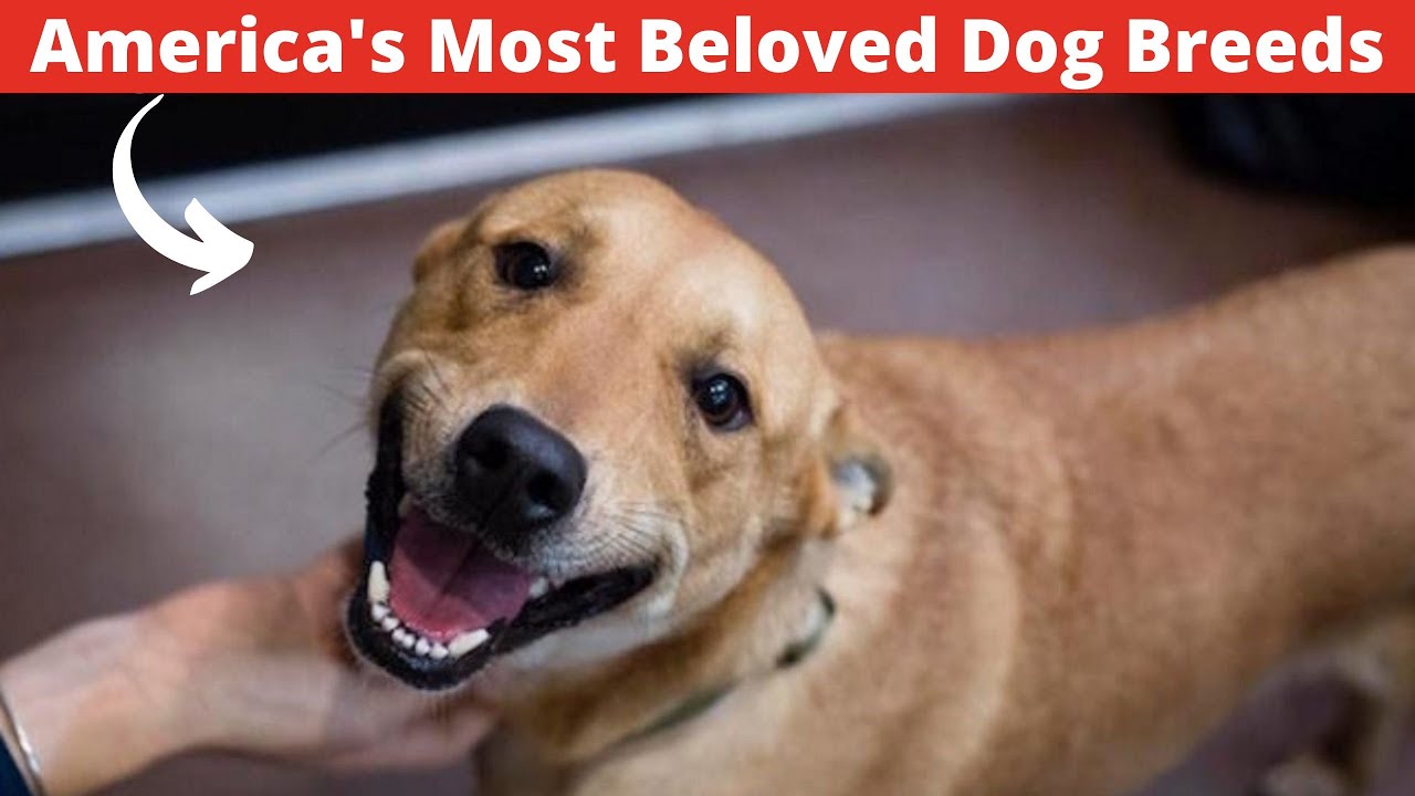 10 Most Beloved Dog Breeds in the US - YouTube