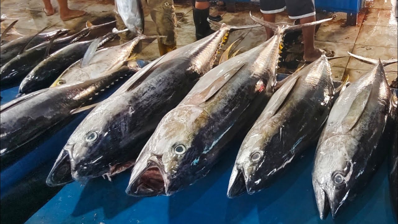 Amazing!! A Large Tuna Fish is Cut Using a Super Sharp Local Knife by ...