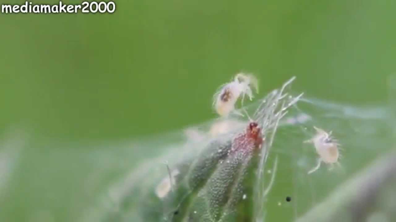 Spider Mites Up Close