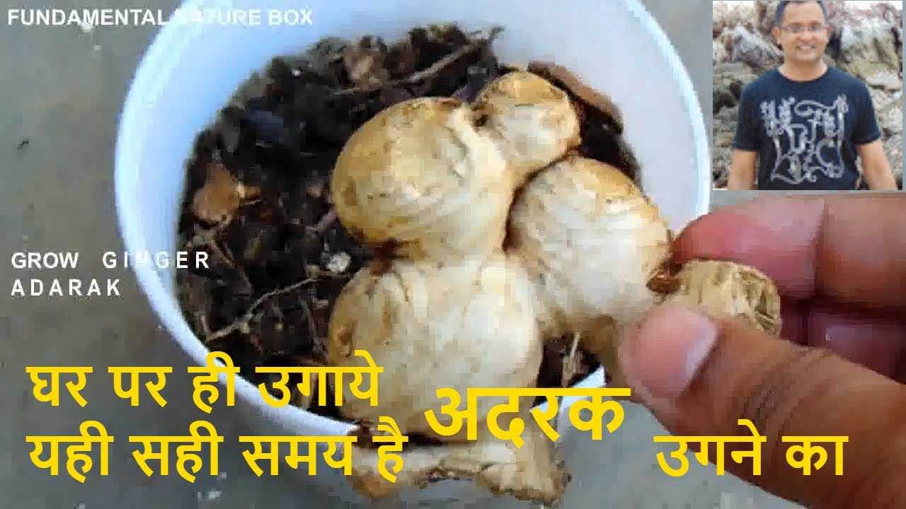 अदरक उगाने का सही समय और पूरी जानकारी भी Grow Ginger / Adrak - YouTube