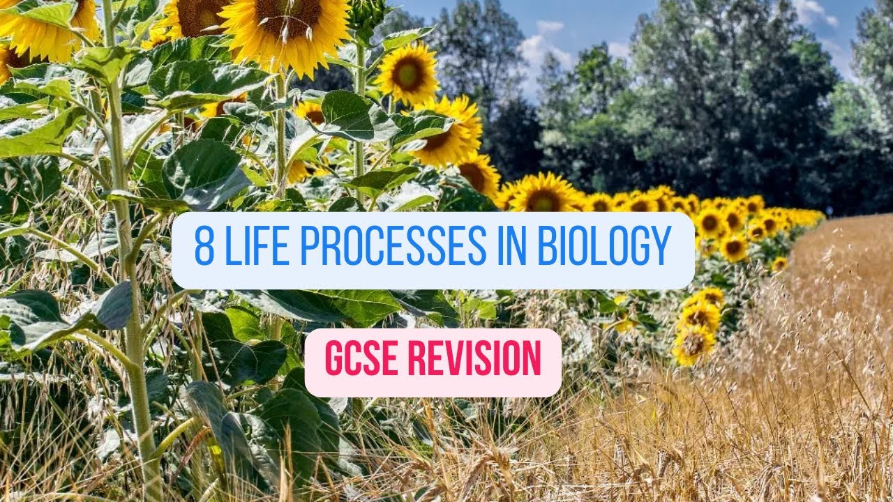 GCSE Biology – 8 Life Processes Explained Simply | Living Organisms ...