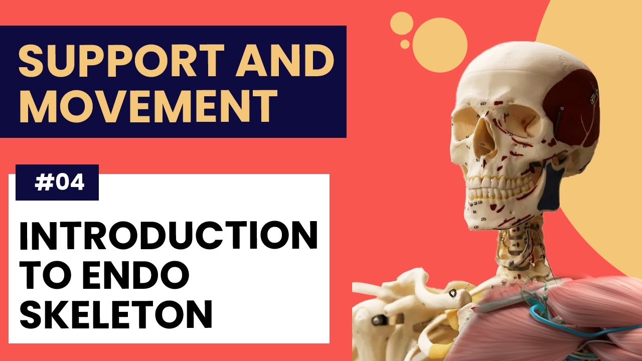 Introduction to Endo Skeleton - YouTube