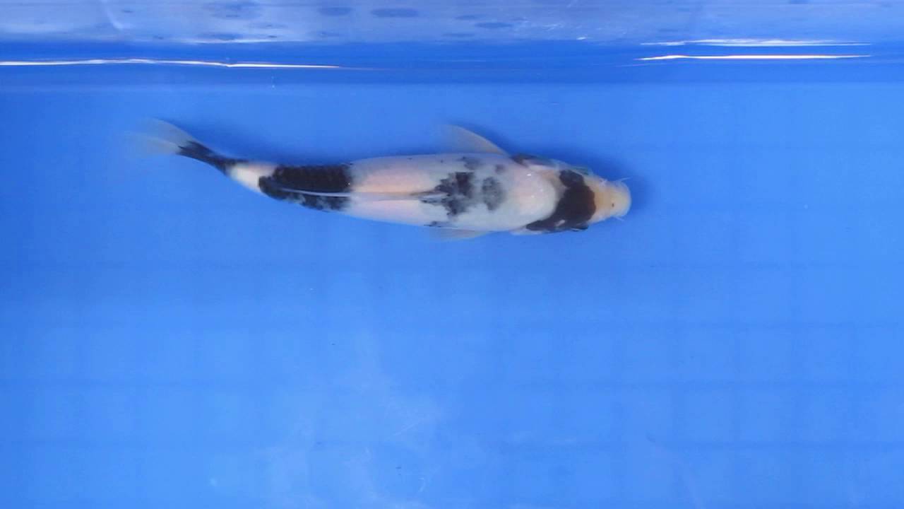 Shiro Kaneko by A fish fish - YouTube