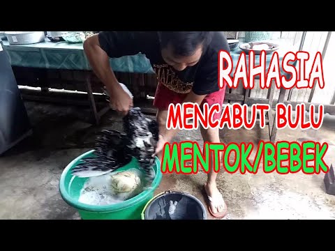 RAHASIA CARA MUDAH MENCABUT BULU MENTOK & BEBEK DENGAN CEPAT