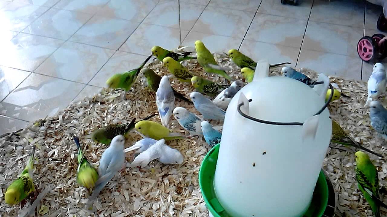 Pericos de amor - YouTube