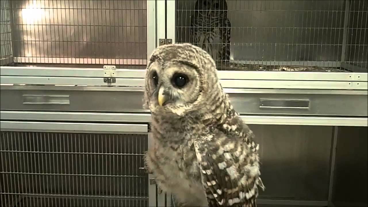 Sassy owl - YouTube