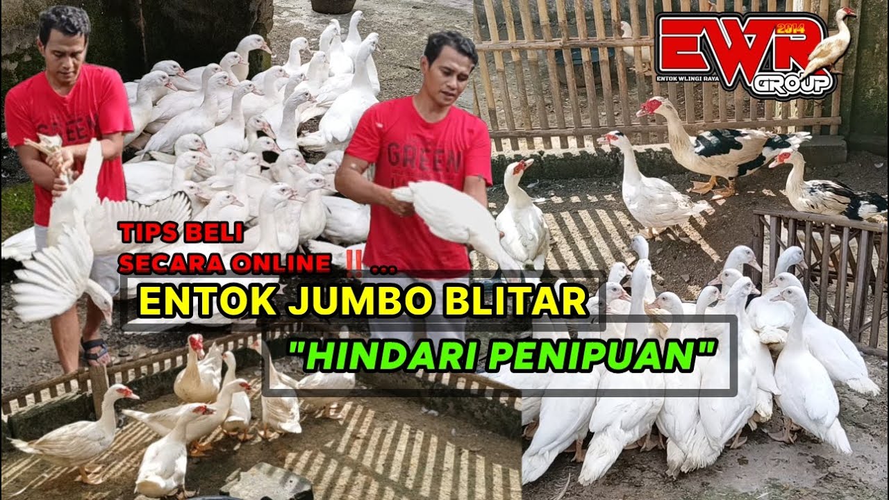 TIPS BELI ENTOK JUMBO ONLINE‼️ JANGAN SAMPAI TERTIPU #entok #duck # ...