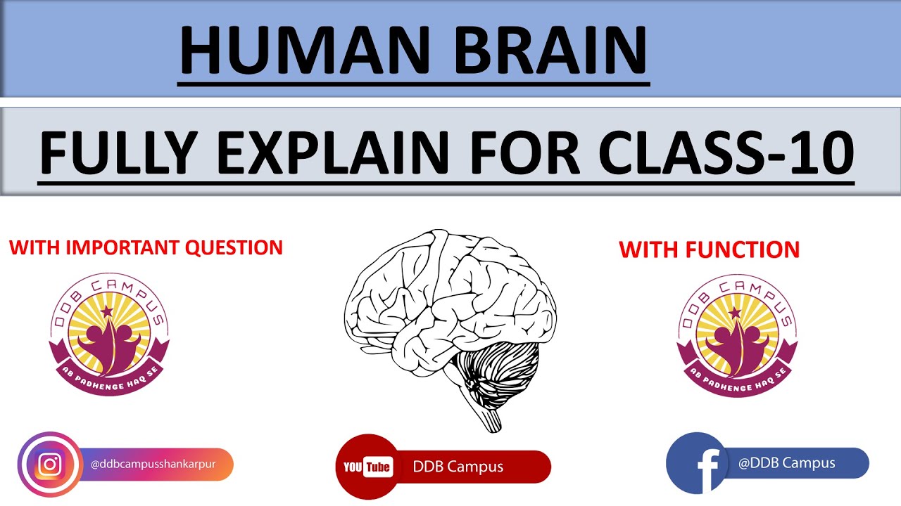 Structure Of Human Brain Human Brain Class 10 NCERT YouTube structure-of-human-brain-human-brain-class-10-ncert-youtube