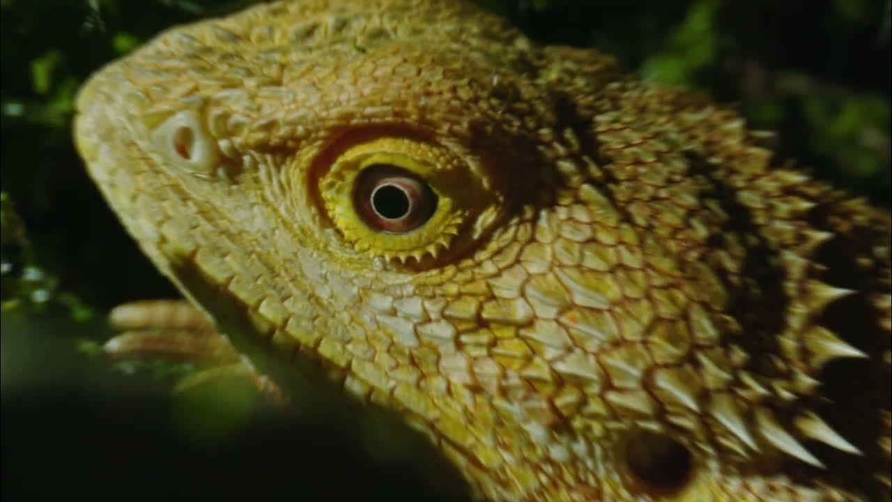 Түнэр Харанхуй_S2_Official Trailer - YouTube