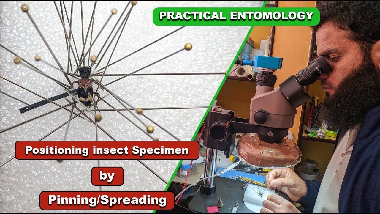 POSITIONING INSECT SPECIMENS USING PINNING/SPREADING - YouTube